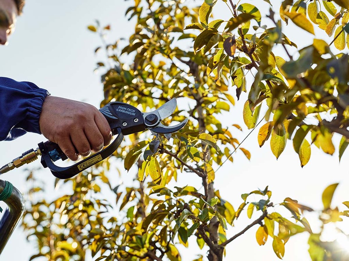 L'innovation au jardin : Pourquoi adopter un sécateur pneumatique ...